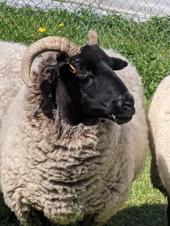 Welcome to the SRT blog No. 25 - Sunnyside Rural Trust