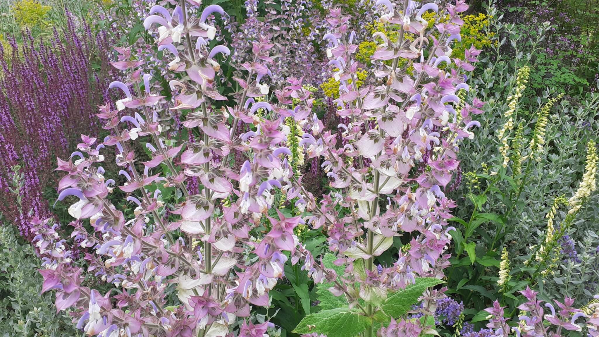 Sunnyside Plants - Sunnyside Rural Trust