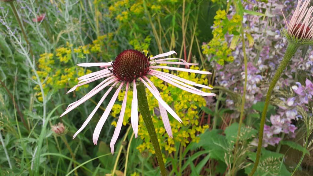 Sunnyside Plants - Sunnyside Rural Trust