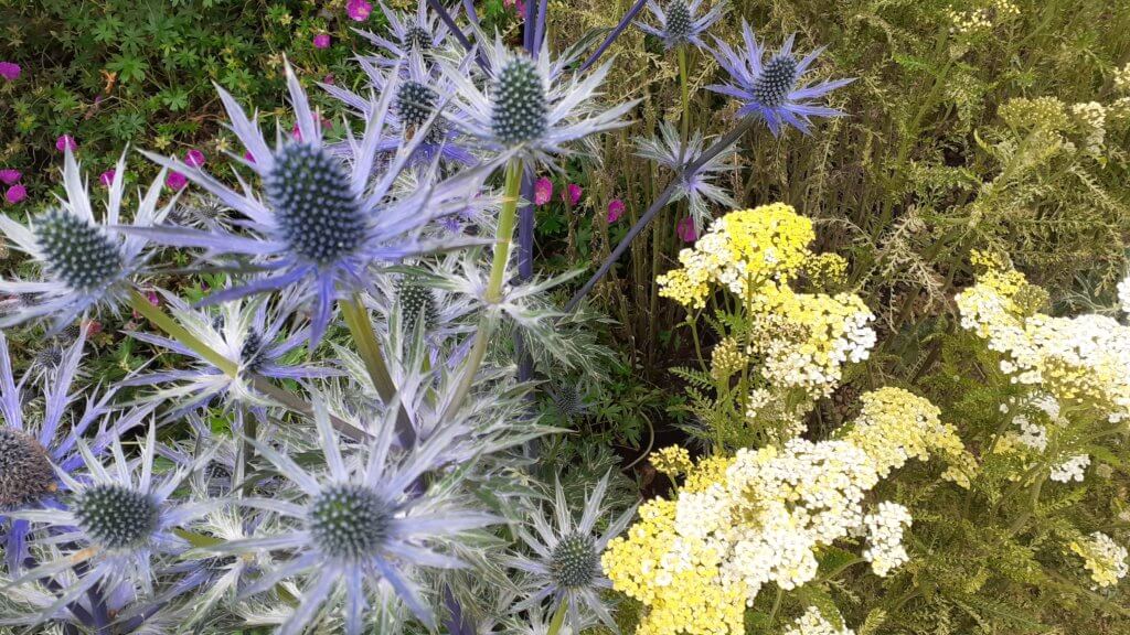 Sunnyside Plants - Sunnyside Rural Trust