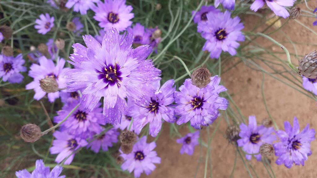 Sunnyside Plants - Sunnyside Rural Trust