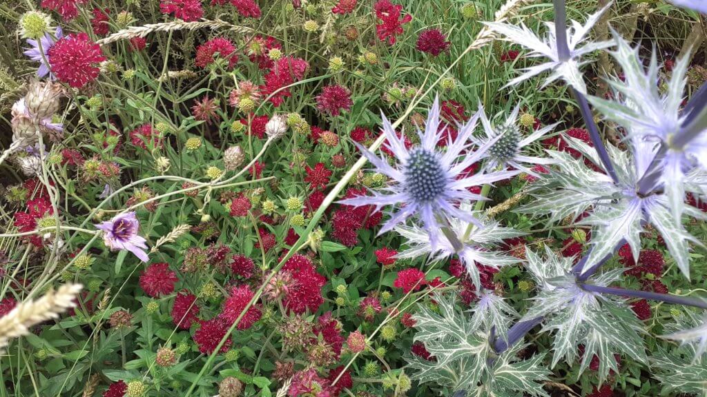 Sunnyside Plants - Sunnyside Rural Trust